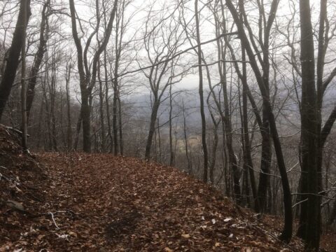 Forest Road Trail (#283) - Big Stone Gap